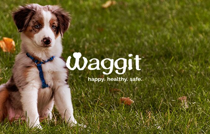 Case Study - Waggit | Teravision Technologies